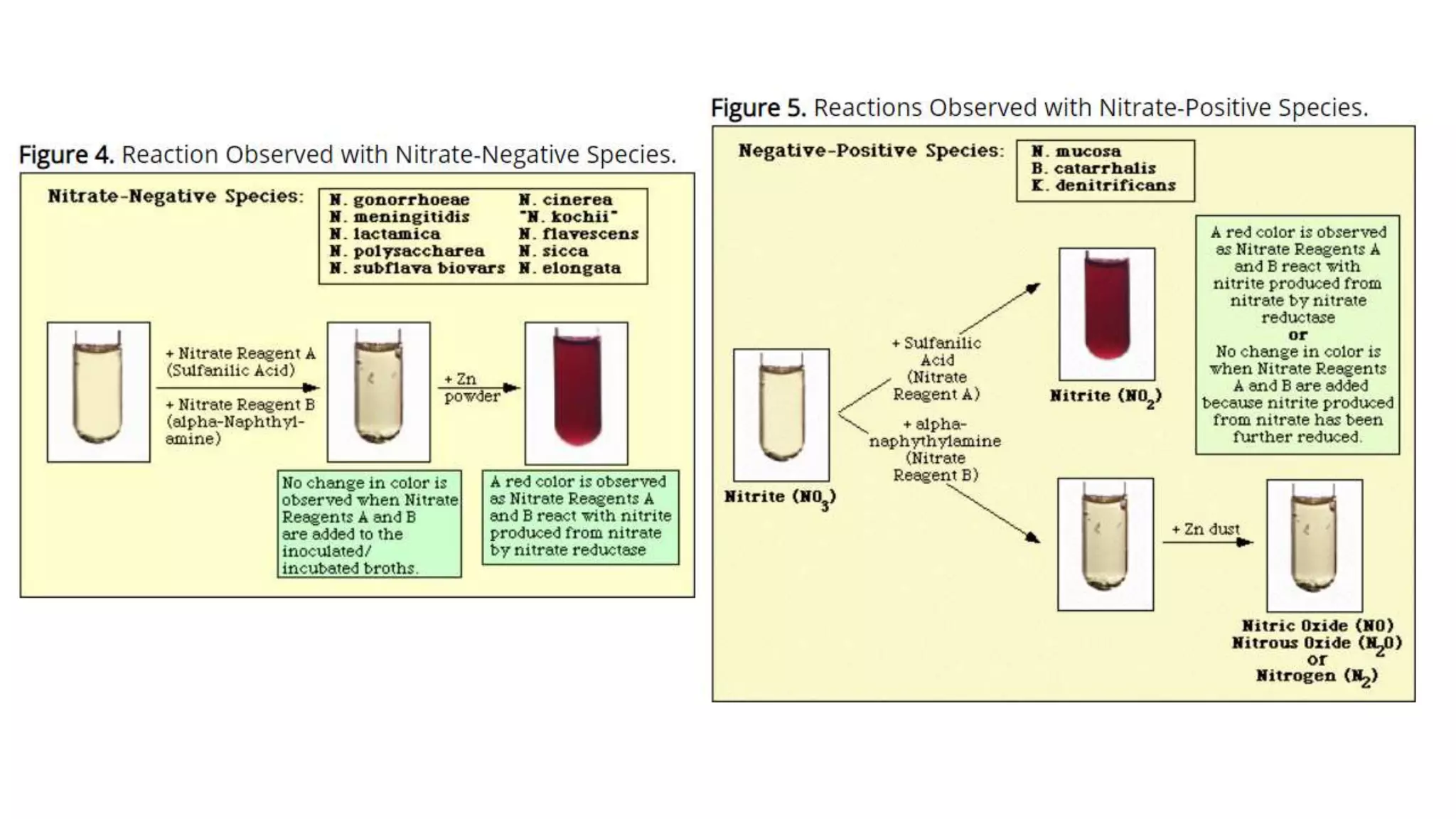 Nitrate reduction | PPTX