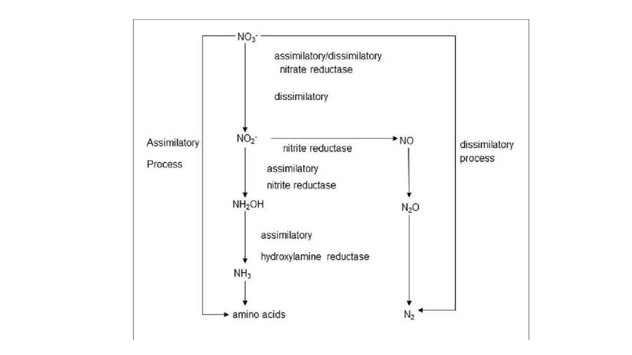 Nitrate reduction | PPTX