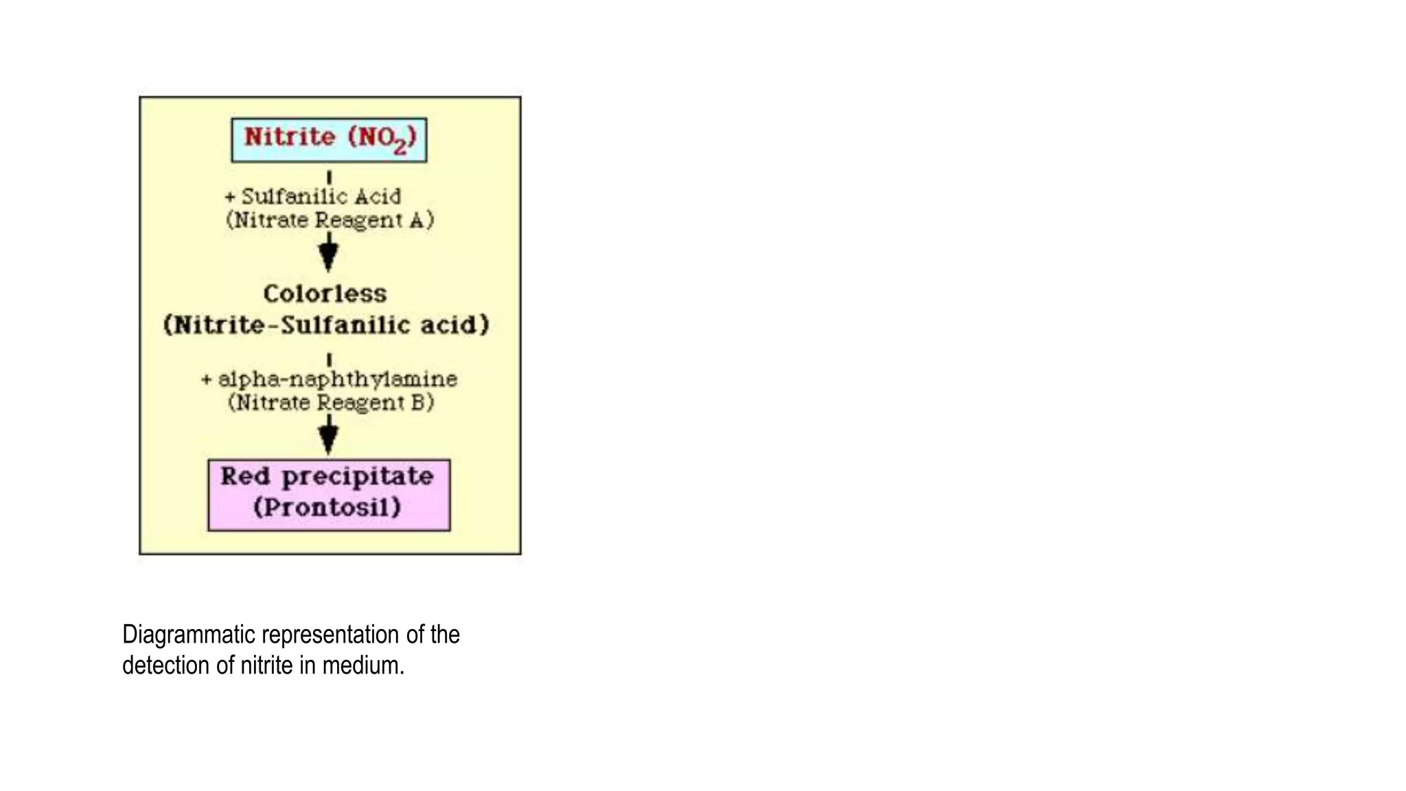 Nitrate reduction | PPTX