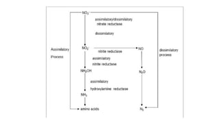 Nitrate reduction | PPTX