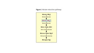 Nitrate reduction | PPTX