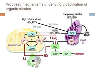 Nitrates | PPTX