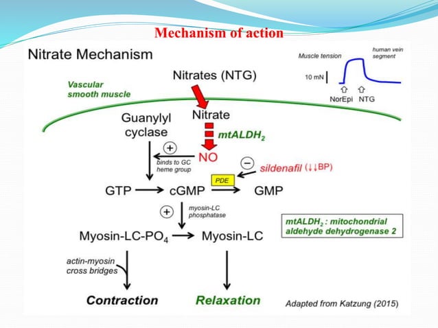 Nitrates | PPTX
