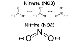 Nitrate Toxicity in Ruminant | PDF