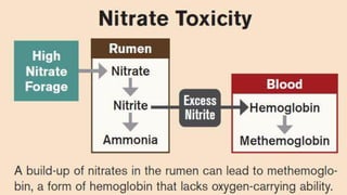 Nitrate Toxicity in Ruminant | PDF | Veterinary Medicine | Pets