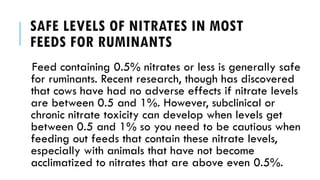 Nitrate Toxicity in Ruminant | PDF | Veterinary Medicine | Pets