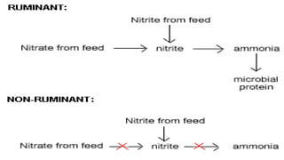 Nitrate Toxicity in Ruminant | PDF