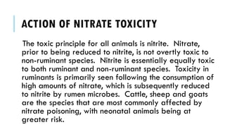 Nitrate Toxicity in Ruminant | PDF | Veterinary Medicine | Pets