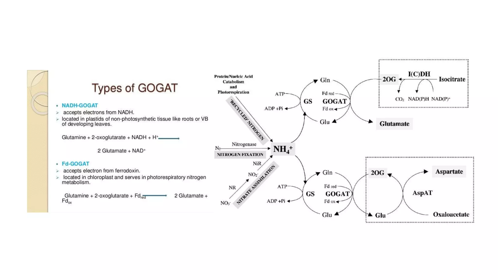 NITRATE UPTAKE, REDUCTION AND ASSIMILATION | PPTX