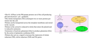 NITRATE UPTAKE, REDUCTION AND ASSIMILATION | PPTX