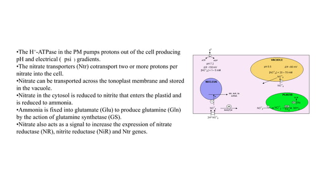 NITRATE UPTAKE, REDUCTION AND ASSIMILATION | PPTX | Science