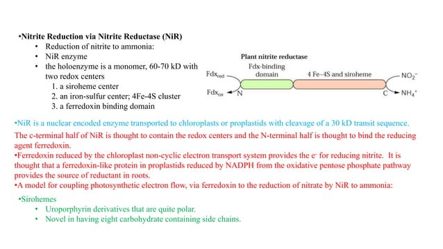 NITRATE UPTAKE, REDUCTION AND ASSIMILATION | PPTX | Science