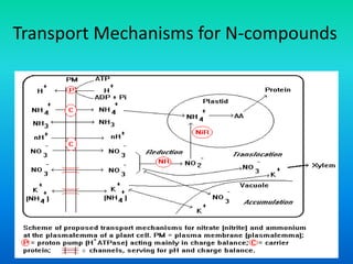 Nitrate uptake and reduction | PDF