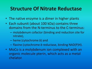 Nitrate uptake and reduction | PDF