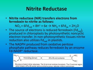 Nitrate uptake and reduction | PDF