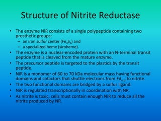 Nitrate uptake and reduction | PDF