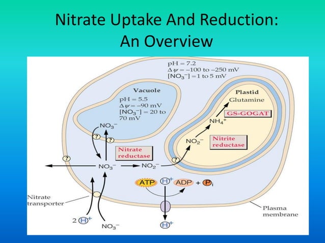 Nitrate uptake and reduction | PDF
