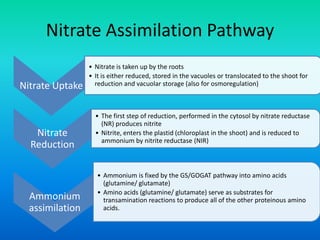 Nitrate uptake and reduction | PDF