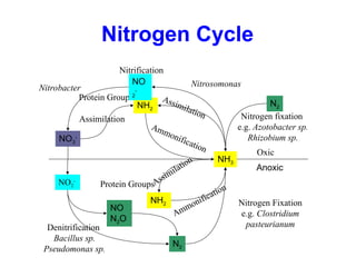 Nitrification Process and Denitrification Process.ppt