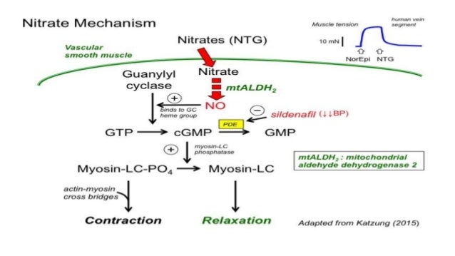 Pharmacology of Nitric oxide