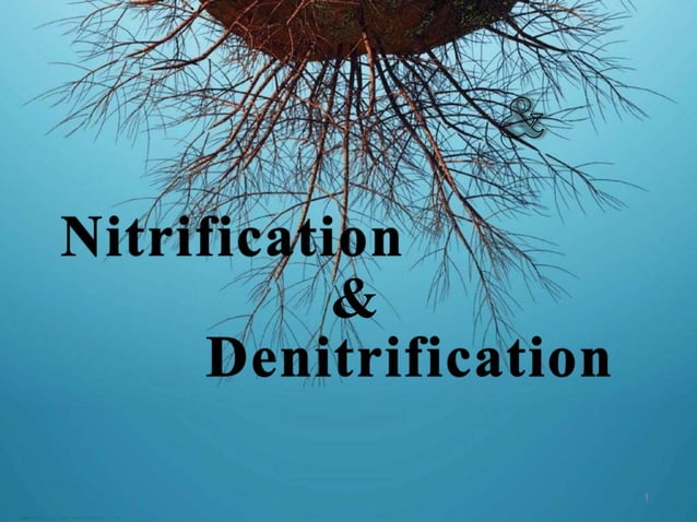 Nitrification process | PPTX | Chemistry | Science