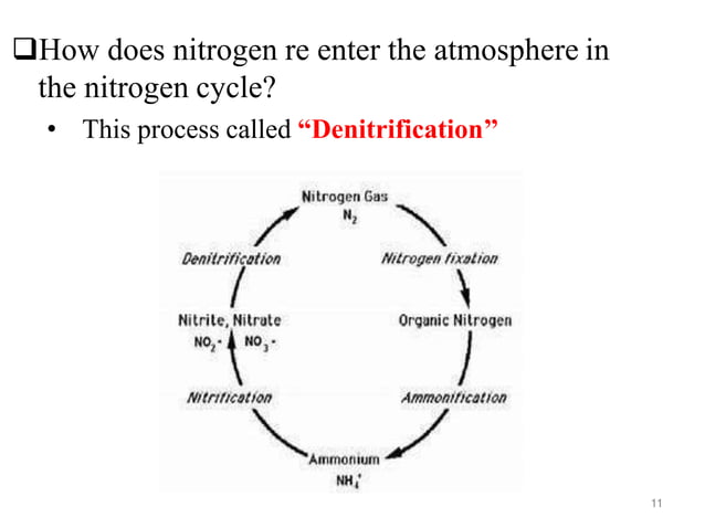 Nitrification process | PPTX | Chemistry | Science