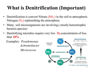 Nitrification process | PPTX