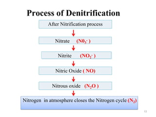 Nitrification process | PPTX