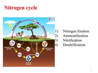 Nitrification process | PPTX | Chemistry | Science
