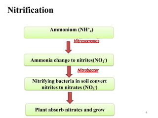Nitrification Bacteria