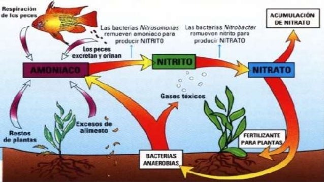 Que Son Los Nitratos | ¿Qué son los nitratos y nitritos y qué alimentos ...