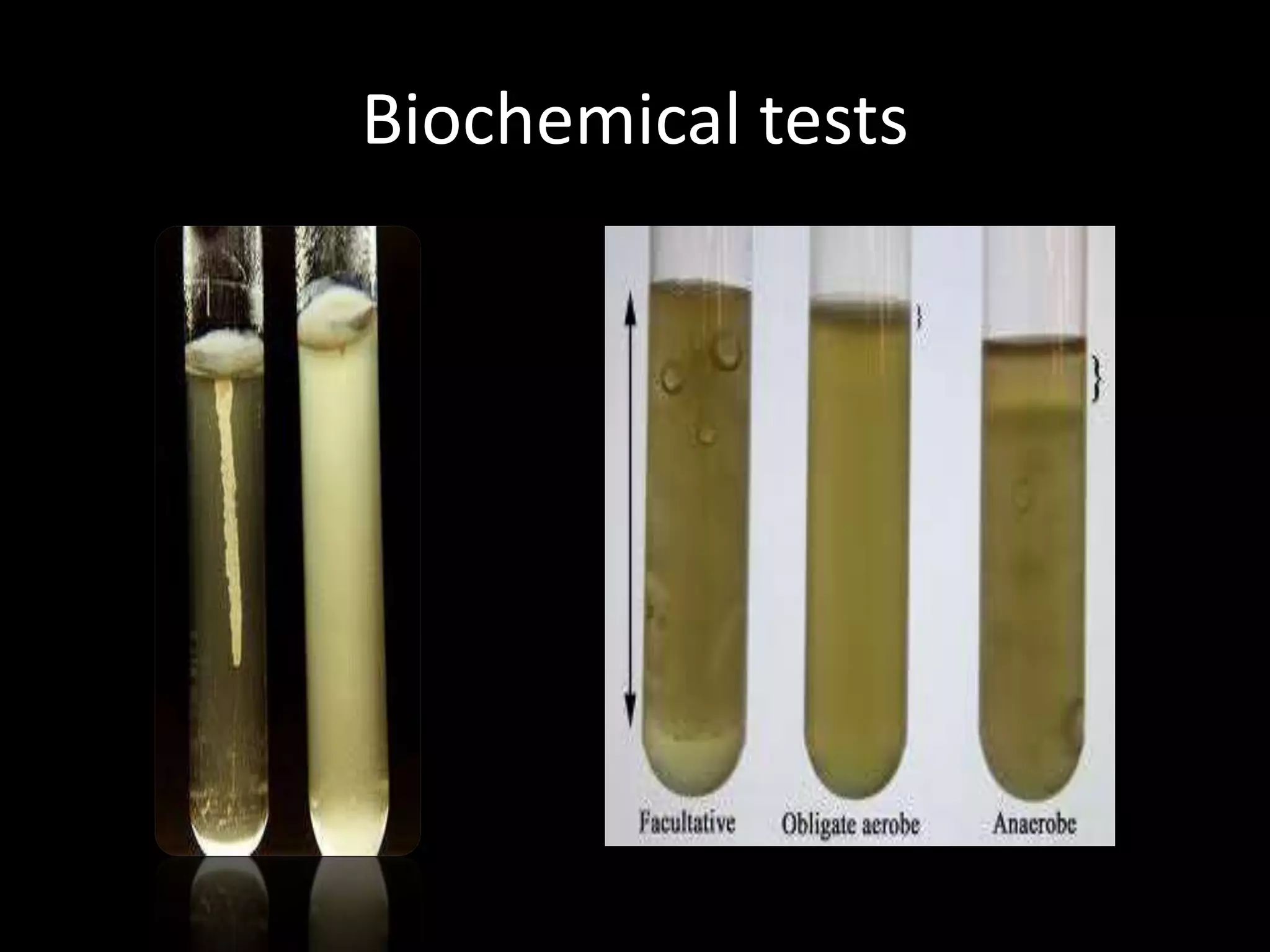 Nitrobacteriaceae | PPTX