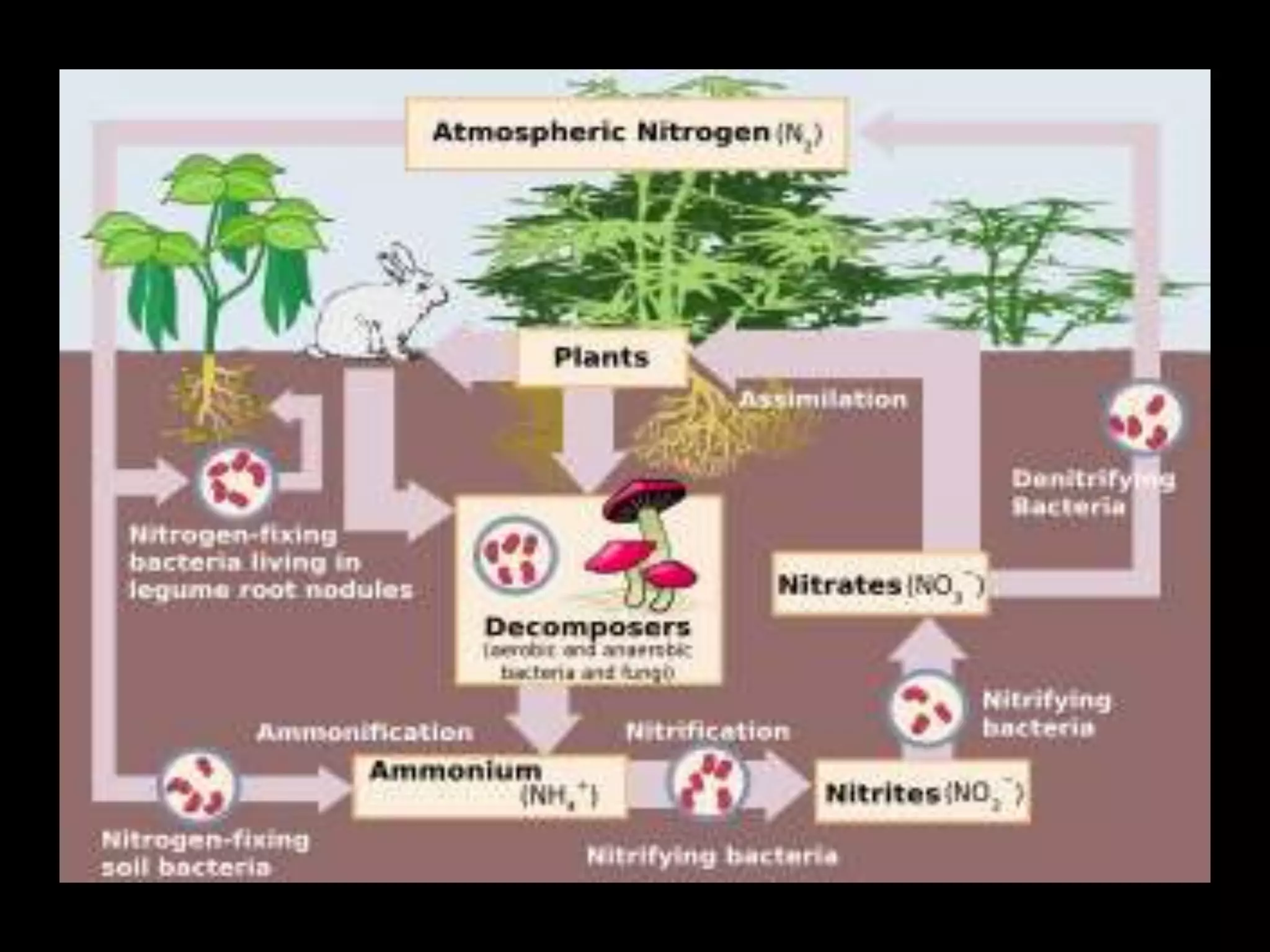 Nitrobacteriaceae | PPTX