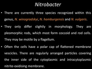 Nitrobacteriaceae | PPTX