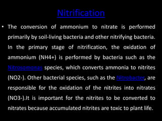 Nitrification Bacteria