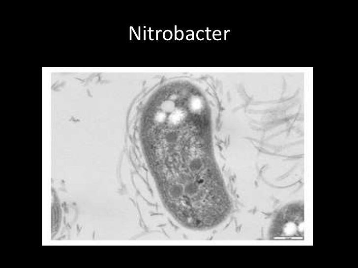 Nitrosomonas And Nitrobacter