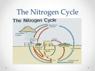 Nitrogen Project | PPT