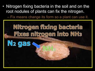 Nitrogen Cycle Lesson PowerPoint, Environment, Ecosystem ...