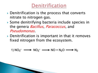 Nitrogen Cycle | PPTX