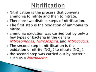 Nitrogen Cycle | PPTX