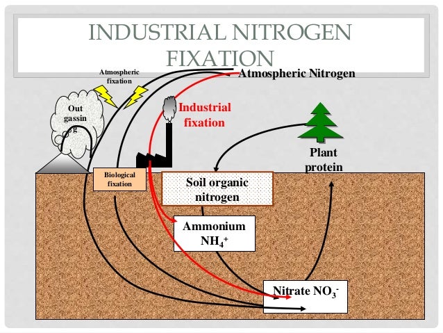 Nitrogen Cycle