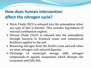 Nitrogen Cycle | PPT