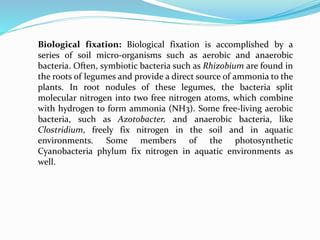 Nitrogen Cycle | PPT