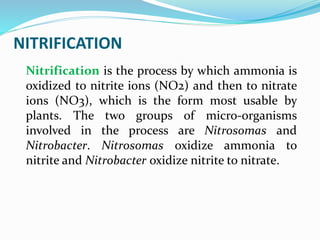 Nitrogen Cycle | PPT