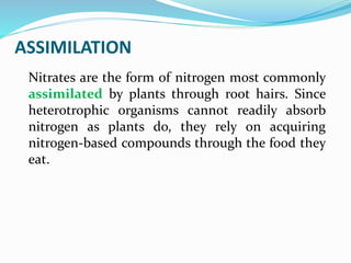 Nitrogen Cycle | PPT