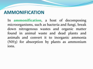 Nitrogen Cycle | PPT