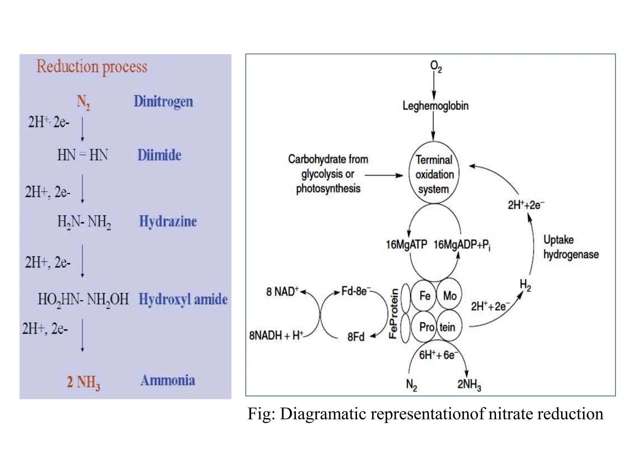 nitrogen cycle and biological nitrogen fixation | PPT