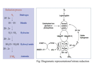 nitrogen cycle and biological nitrogen fixation | PPT