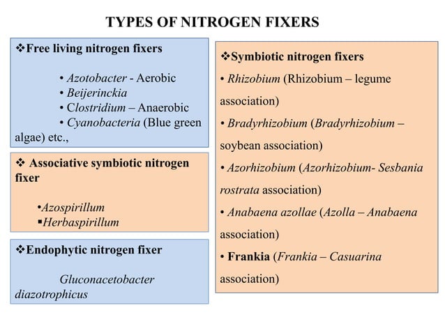 nitrogen cycle and biological nitrogen fixation | PPT
