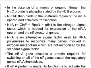 Nitrogen fixation - A Revolution in Agriculture | PPT